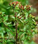 Spikenard – an Essential Oil with a Rich History and a Heady Scent ...