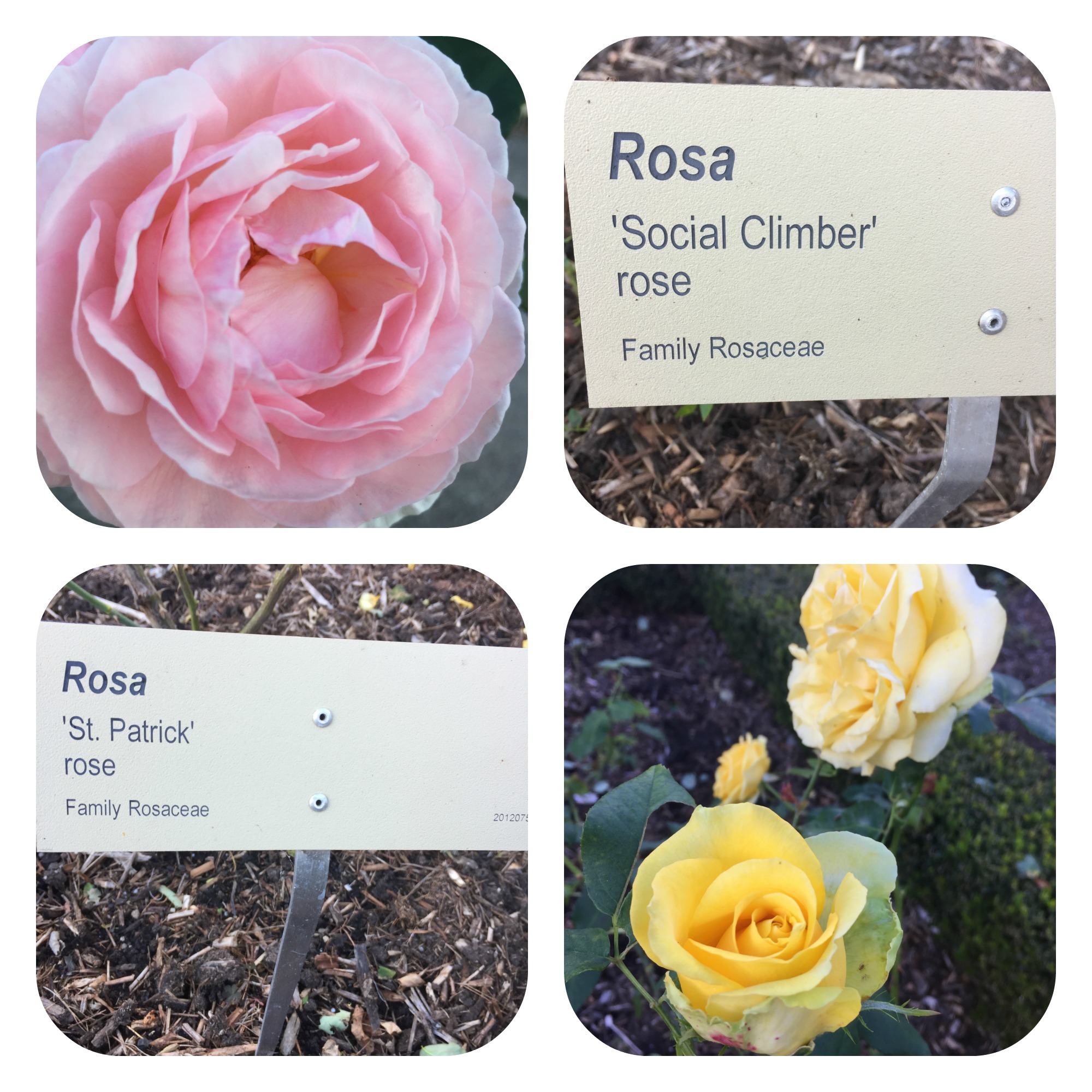 suzannerbanks | scent . intention . consciousness . essential oils